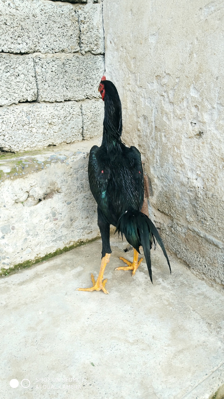 Dakan joja sotiladi