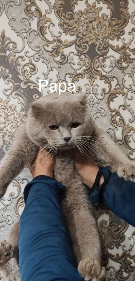 котенок Кошка mushuk sikotish fold