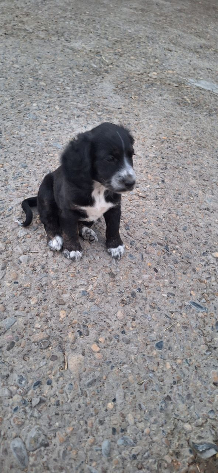 Rassiyiskiy spaniel sotiladi