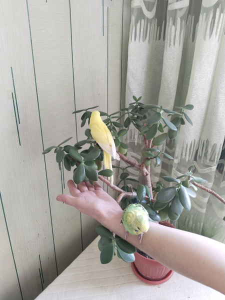 Попугаи Чехи домашние ручные
