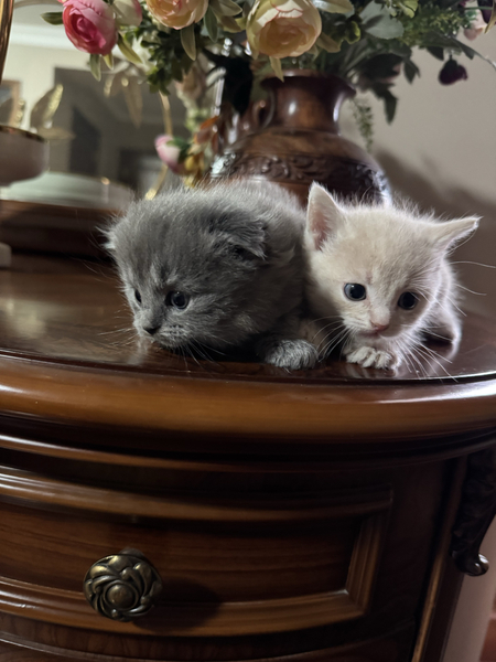 кошки породистые