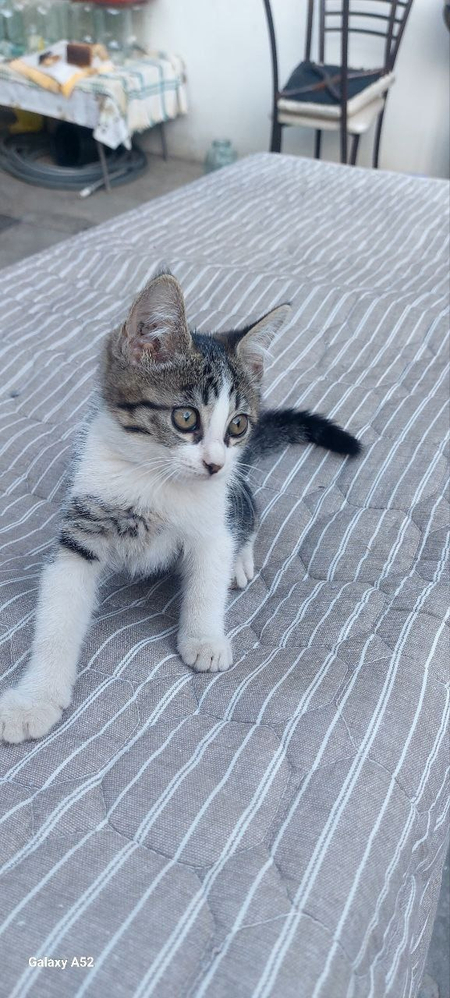 Домашний кошки 3 молчика