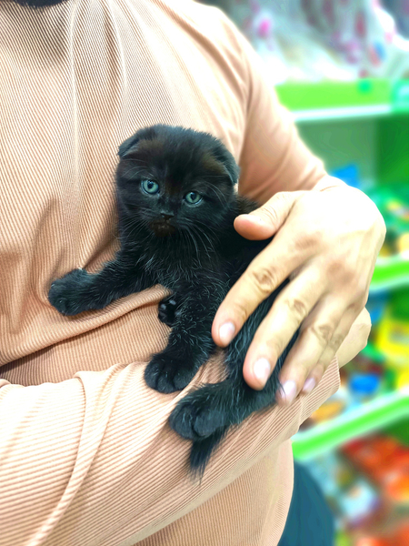 Кошка скотиш девочка