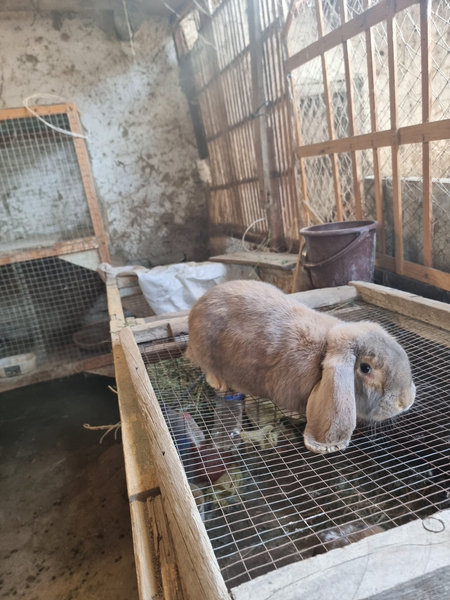 Fransuski Baran parodali arginal tozza qon qugonlar sotiladi