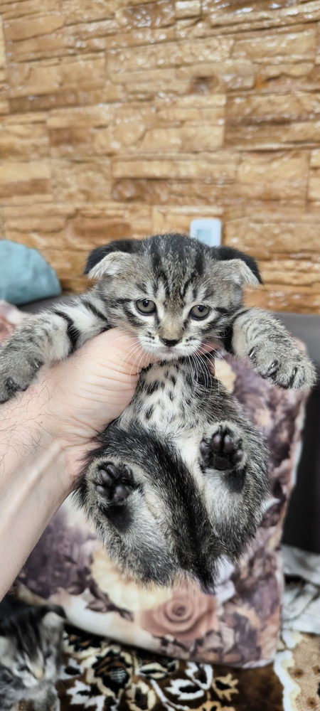 Вислоухие котята скоттиш фолд