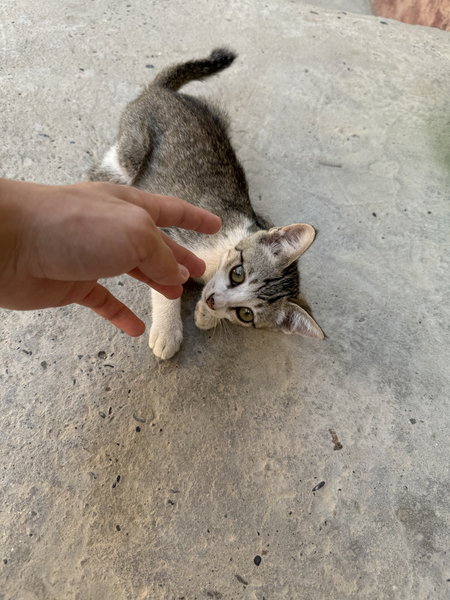 Отдам котят в хорошие руки