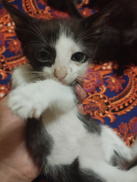 Отдам бесплатно Tekinga berib yuboramiz