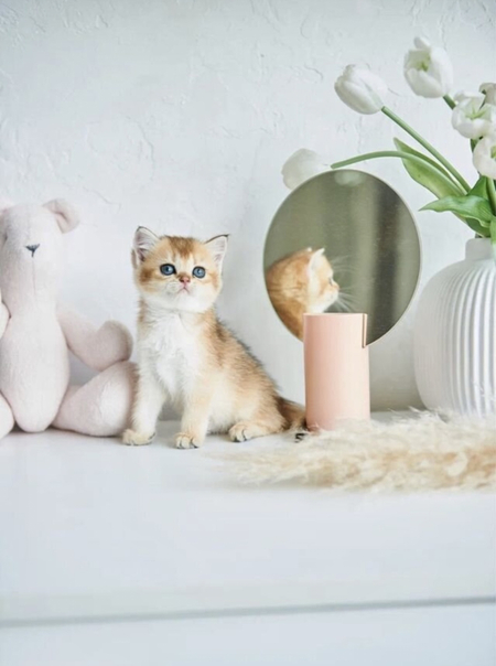 Котята золотые шиншилы