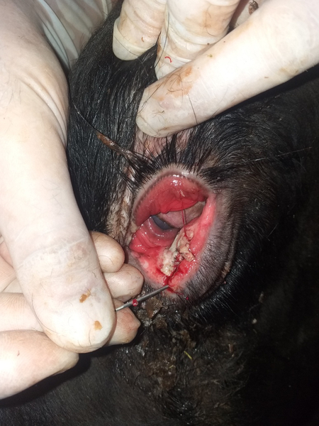 Veterinariya ultratovush (UZI) xizmati Bizda sifat birinchi o'rinda!