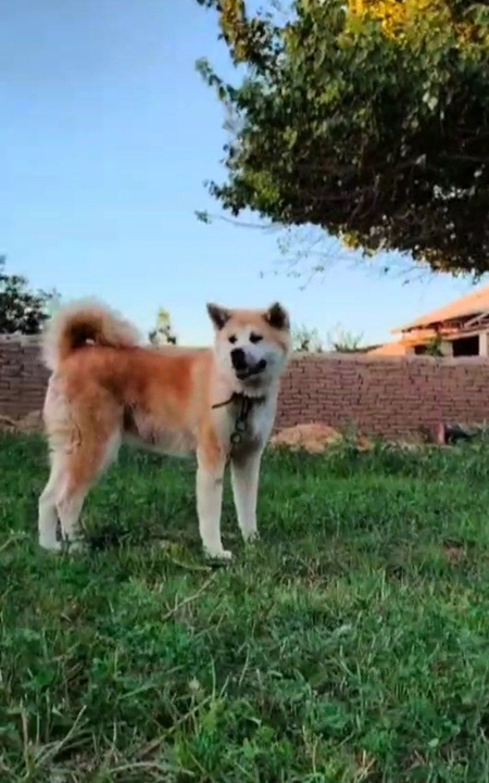 Akita inu qiz bola qushishga tayyor sotiladi