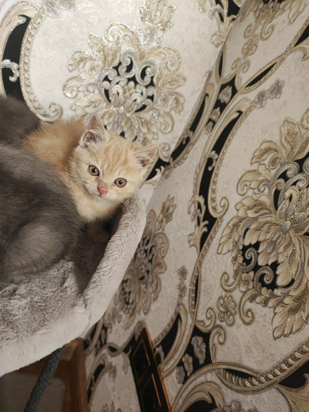 Продаются котята