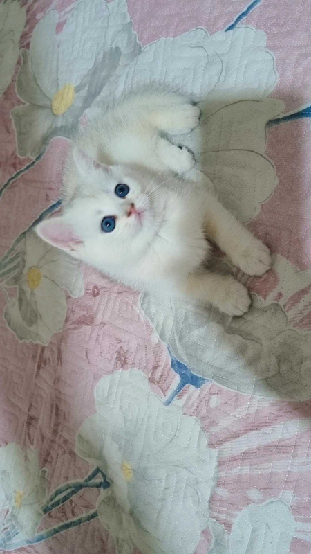 Скотиш фолд шотланские