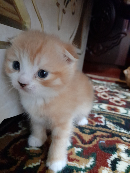 Mushuk sotiladi 1 oylik uy ovqatiga o'rgangan nomi солнтце erkak jinsi