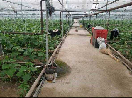 Продается парник и птицеферма