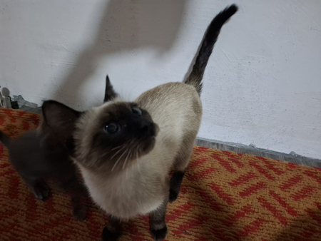 Siamskiy koshka Emlangan