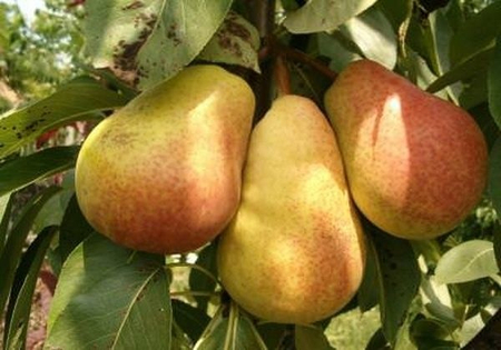 Klon payvandlangan intinsib nok kuchatlari bor