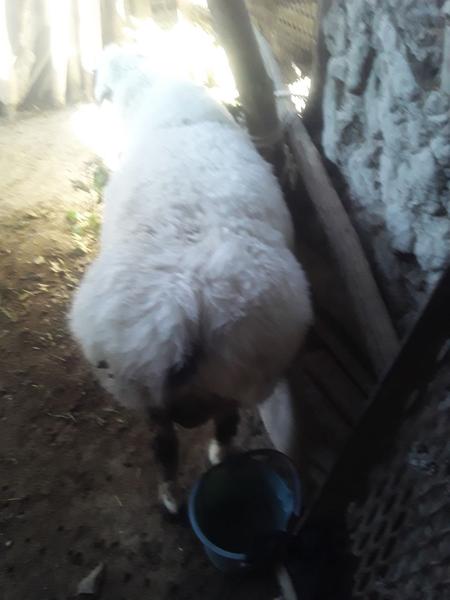 Qòchqor sotiladi