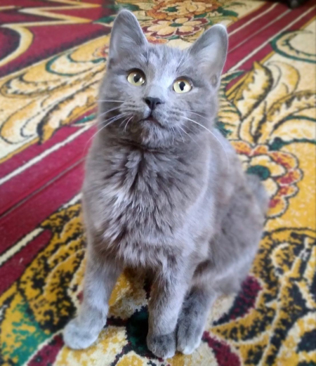 Mushuk sotiladi       .
