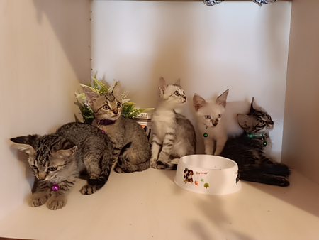 Скоттиш Страйт котята
