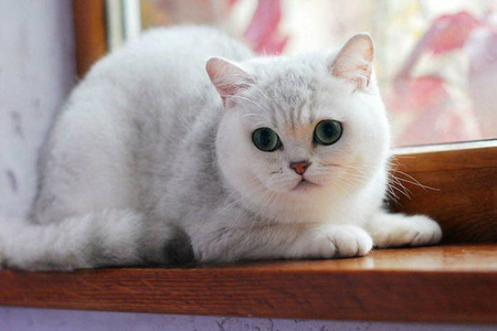 Котенок шиншила девочка