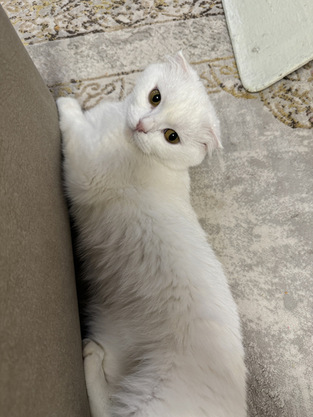 Продается кошка. Скотиш фолд ( вислоухая). 2 года.