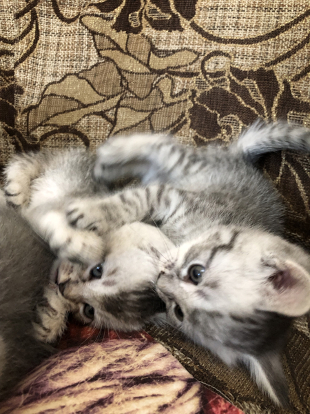 котята скоттиш страйт