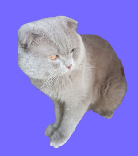 Шотландский скотиш фолд кот на вязку