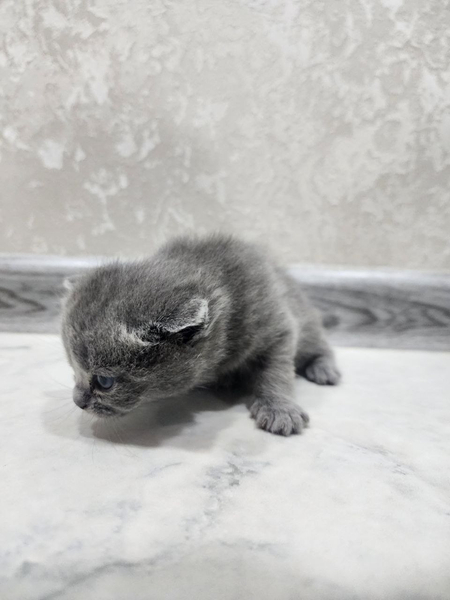 Скотч флод котята