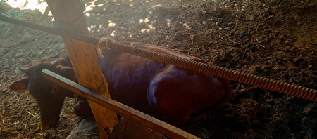 Gʻunojinlar sotiladi soʻysa ham boʻladi
