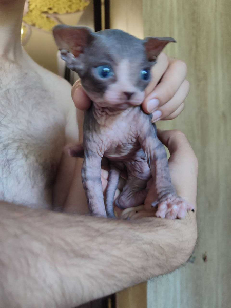 Котята канадские и эльфы