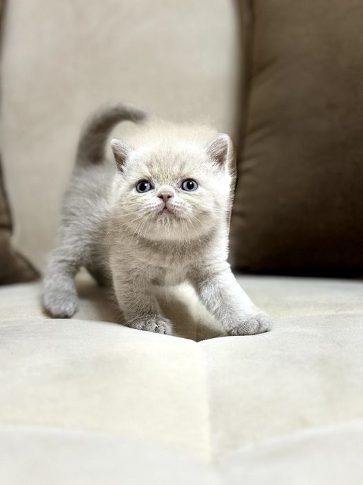 Чистокровные котята британской породы!