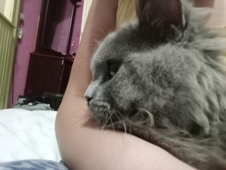 Продаётся кот британской породы