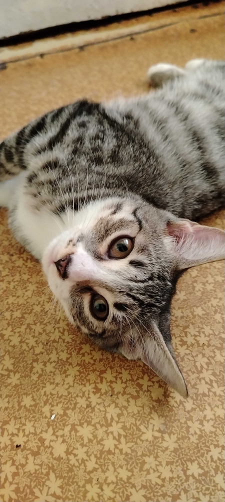 Котята ищут свою семью