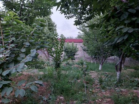 Срочно самая низкая цена за сотку Шортепа,БИЙ,Матьи дитя,207 шк,Сарбон