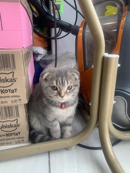 Скоттиш фолд