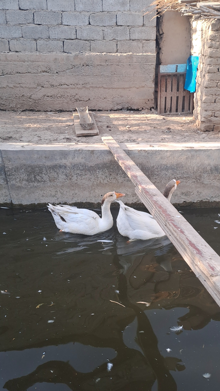 Induvidka O\\\'rdak
