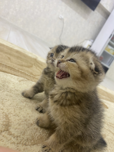 Котята скоттиш фолд+шиншилла