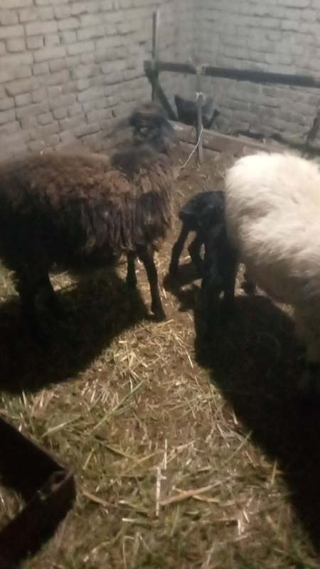 Hisori Surxon ona bacha sotiladi