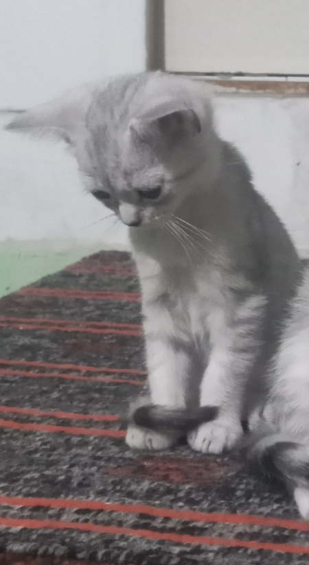 Britanski koshka