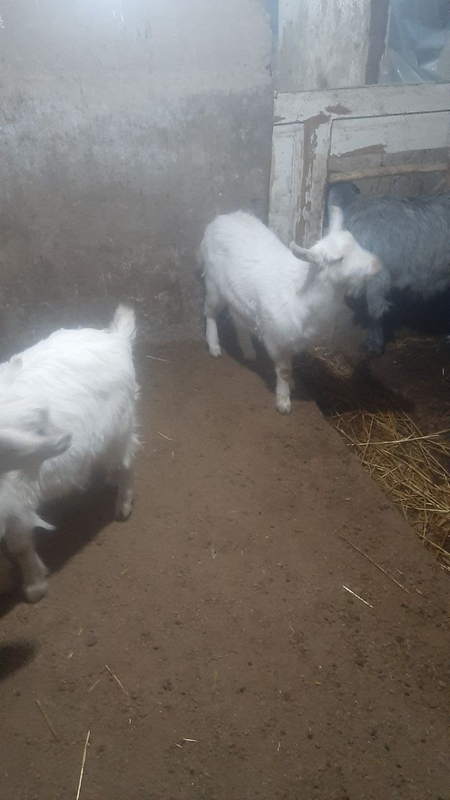 To'qol Echkila sotiladi