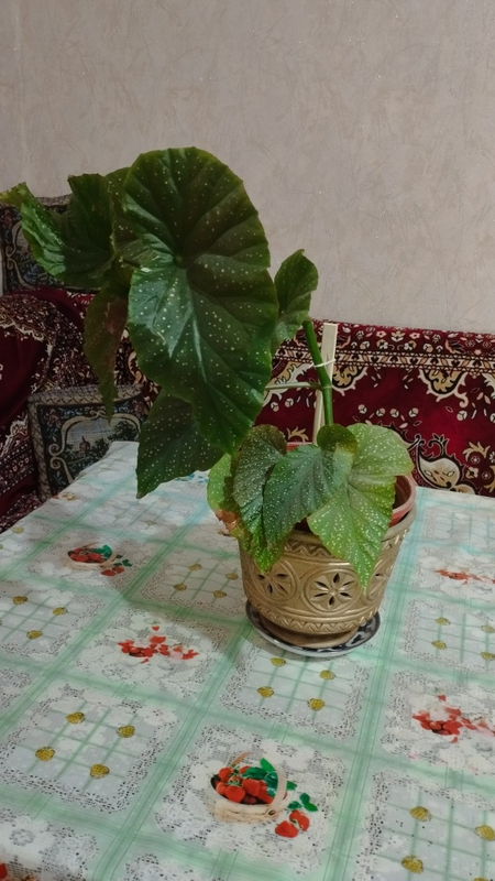 Продаётся бегония