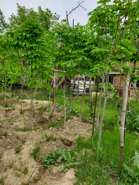 kashtan sotladi kelishiladi