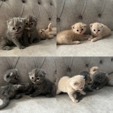 Вислоухие котята