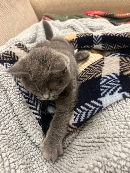котёнок продаётся  3 месячный