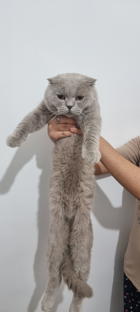 Продаётся пародистий кот