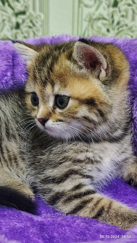 Котята скоттиш фолд и скоттиш страйт