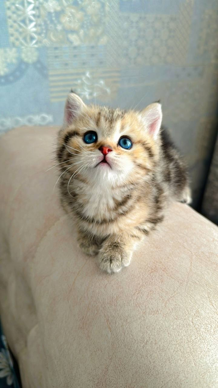 Срочно продаётся котёнки