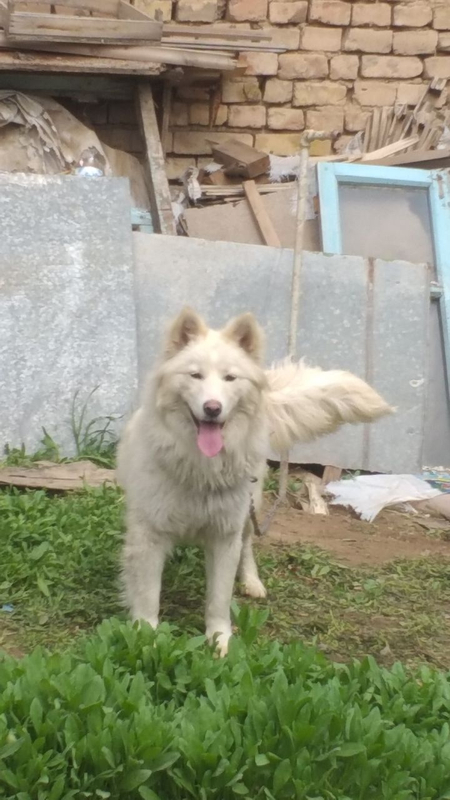 Haski kuchuk sotiladi