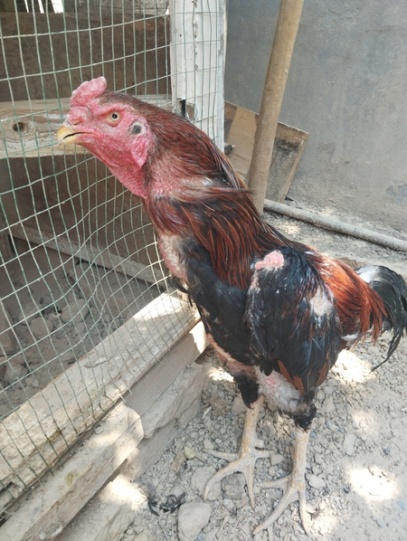 Turk xoʻroz sotiladi