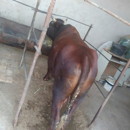 Ikkala buqani sotaman kelish tirib ham beramiz